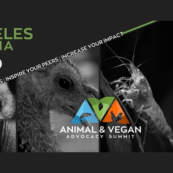 Notes from the 2023 AVA Summit!